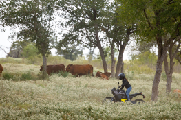 BACA – Bikers Against Child Abuse - Chicks and Machines